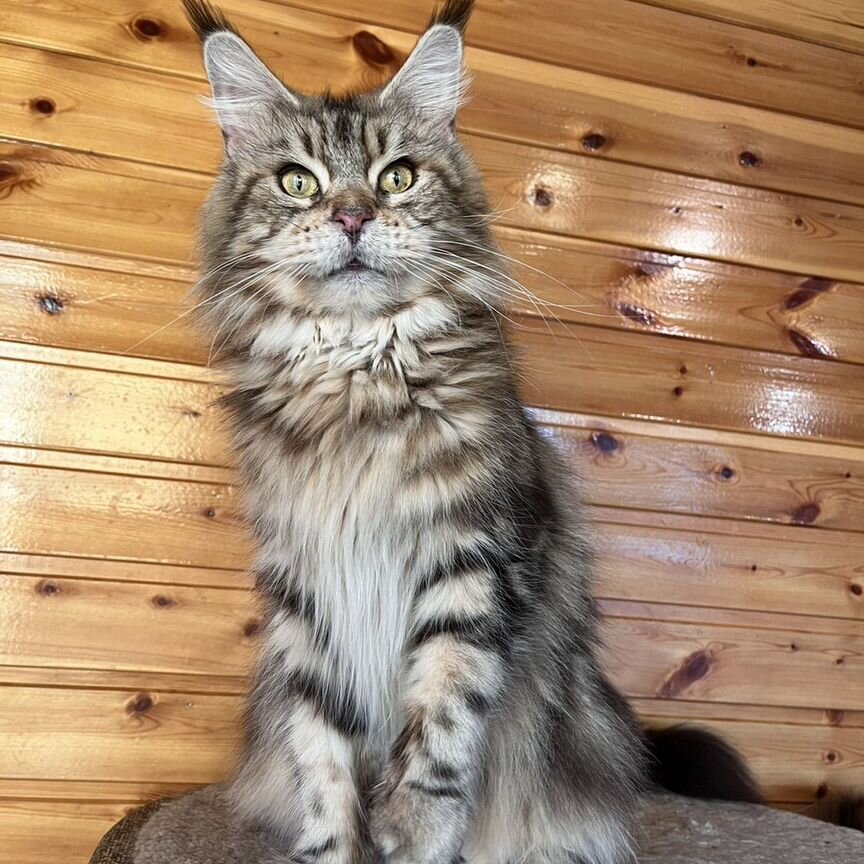 Мейн-кун кошка