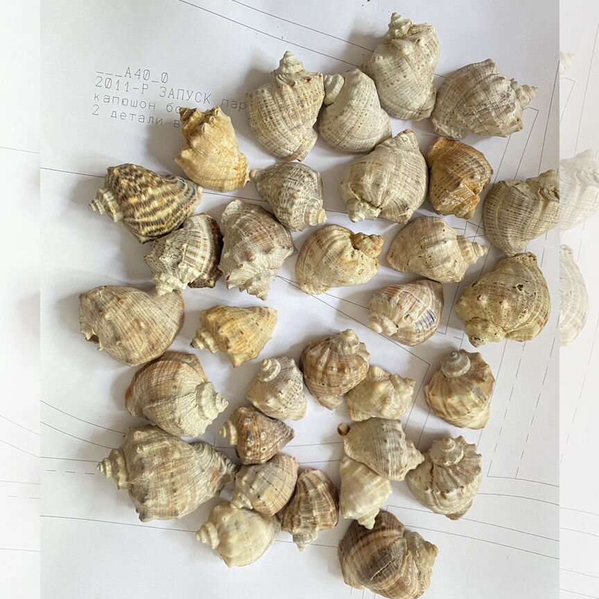 Ракушка рапан 20 шт
