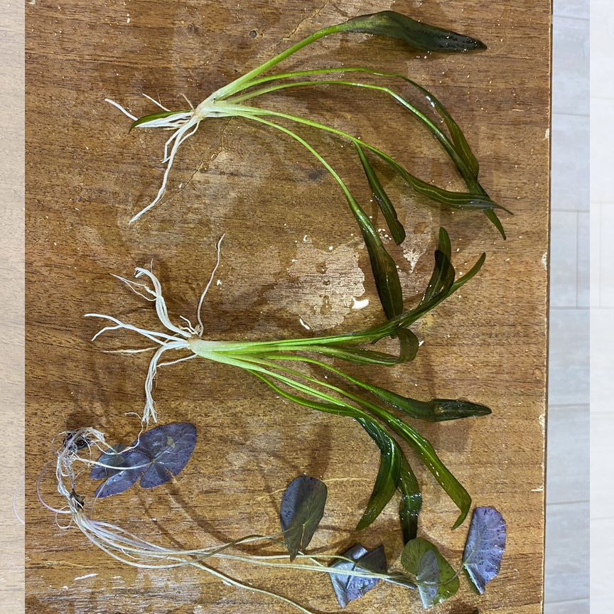 Аквариумное растение