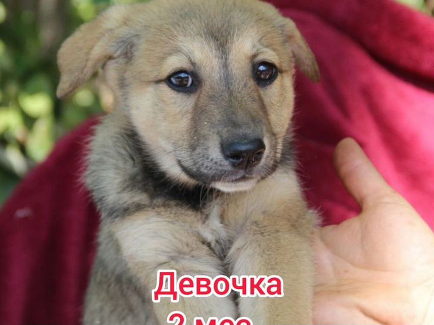 Щенок Алиса в хорошие руки бесплатно