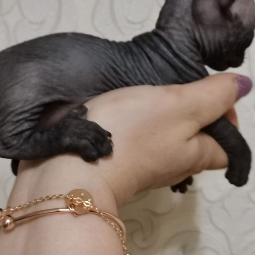 Девочка сфинкс