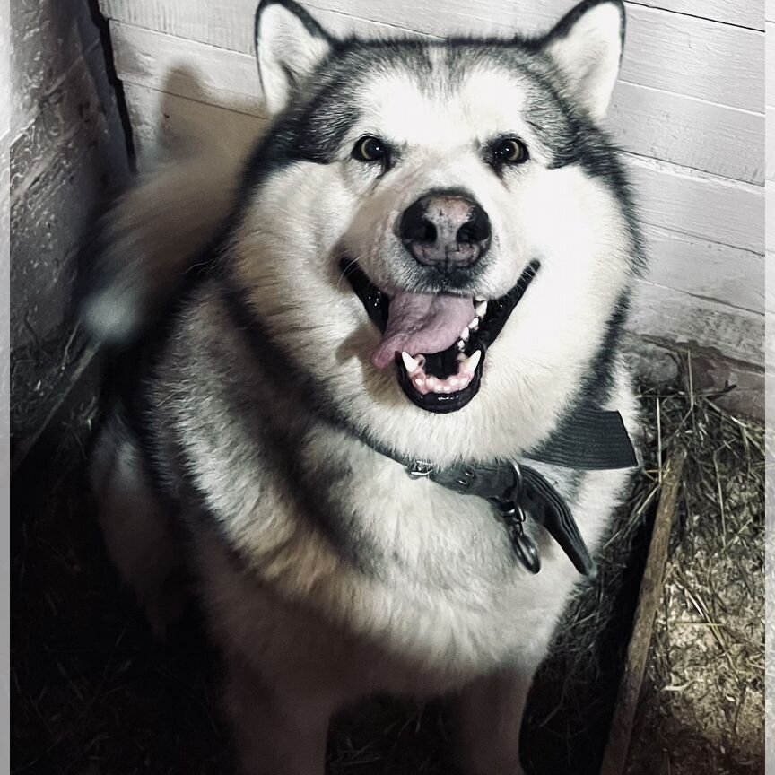 Аляскинский маламут, взрослый пёс