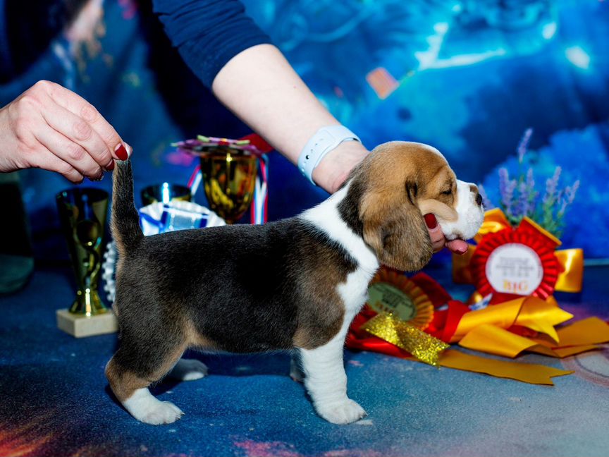 Собаки щенки бигль