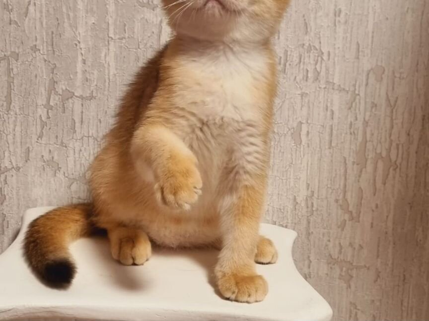 Шотландская девочка Скоттиш Фолд