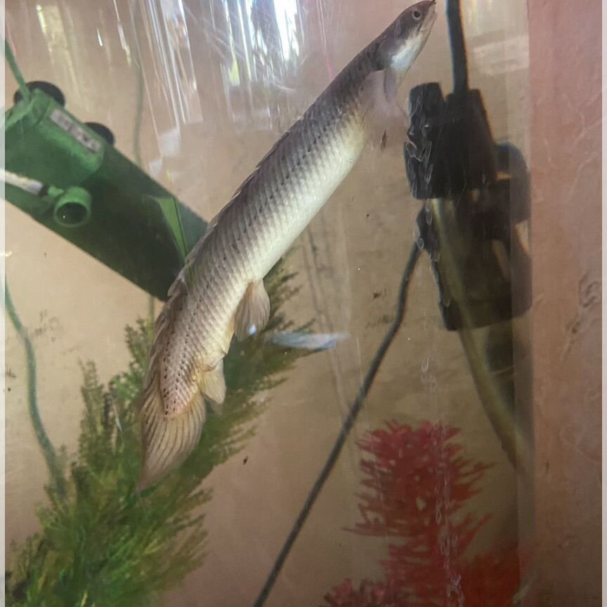 Полиптерус сенегальский