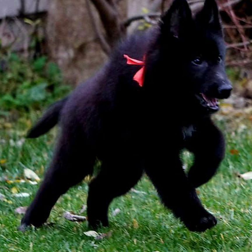 Бельгийская овчарка, щенок