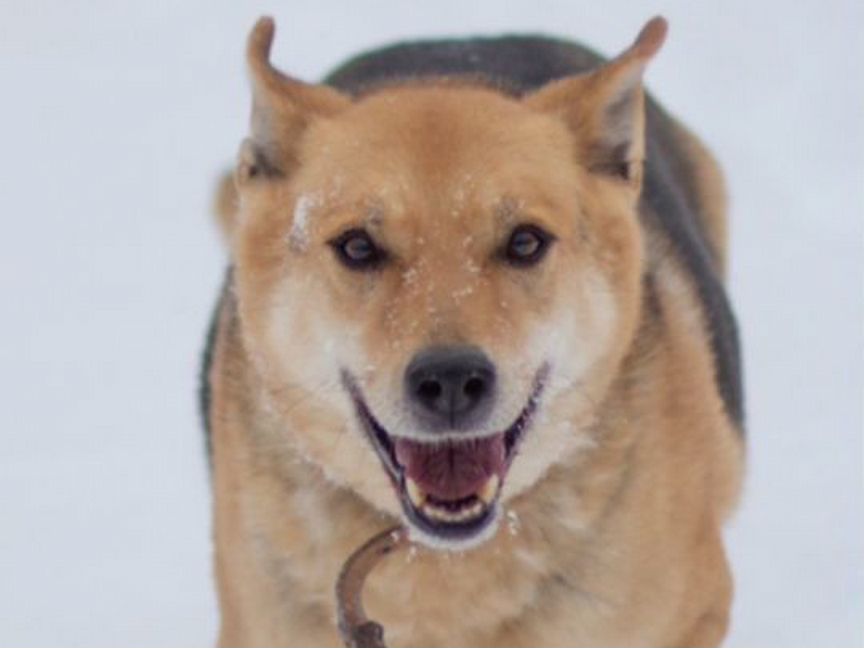 Собака улыбака в добрые руки