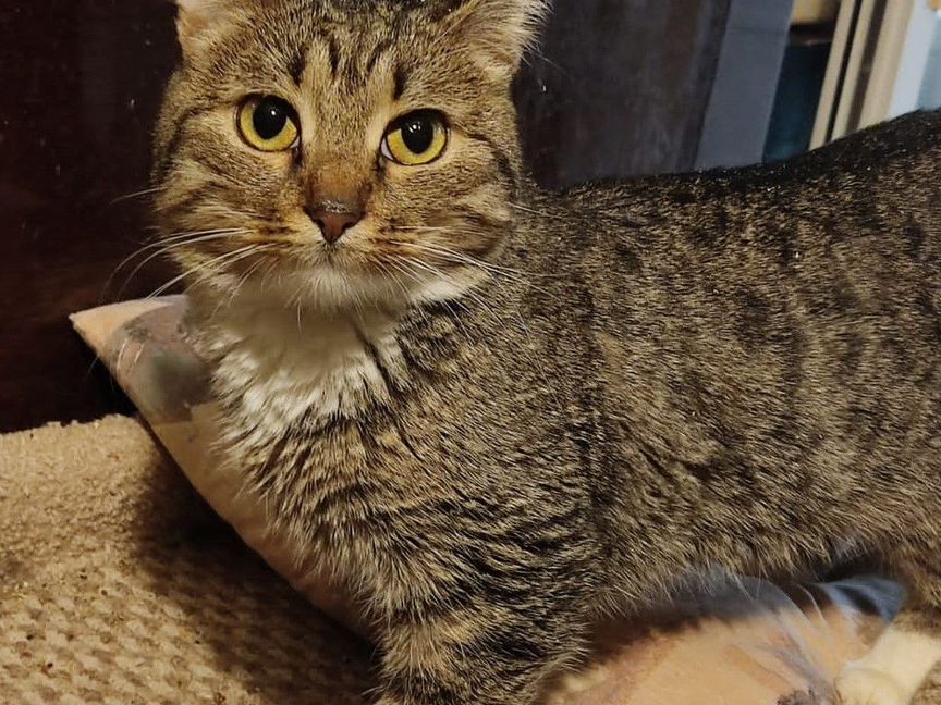 Ласковый котик Зевс