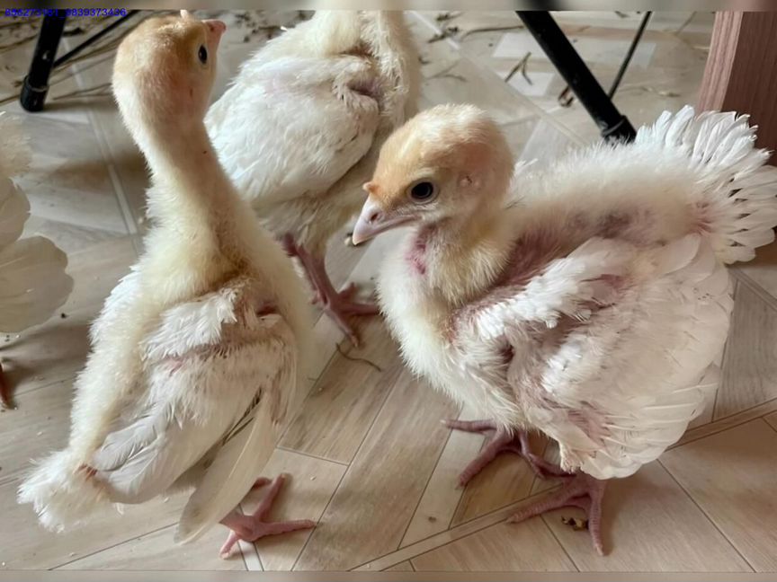 Индюшата (Арт.49602)