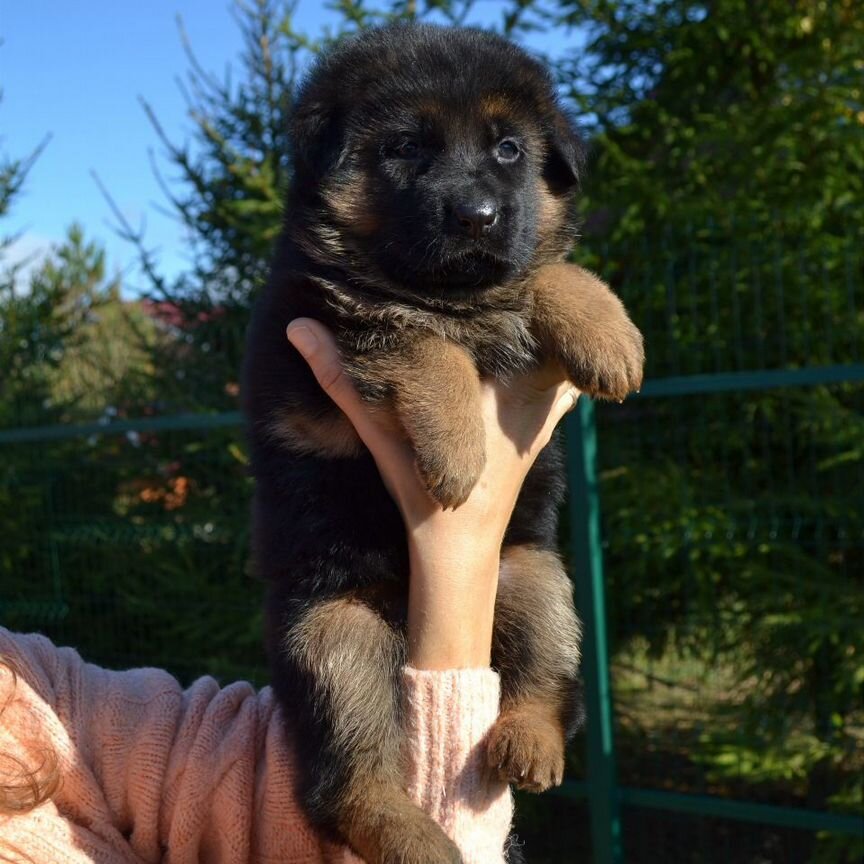 Красивая сука стандарт, документы РКФ