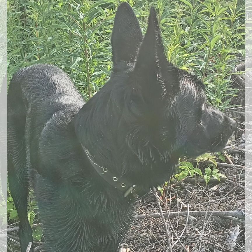 Случка кабеля (немецкая овчарка) с сучкой