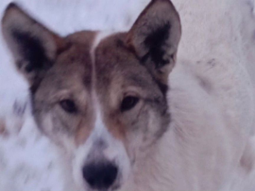 Мальчик Пират