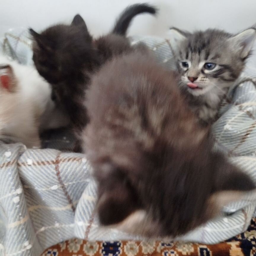 Котёнок в добрые руки