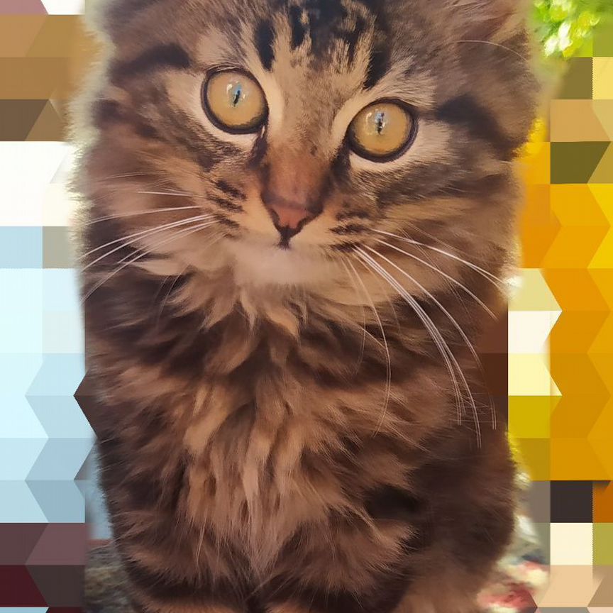 Мурзик Гриша