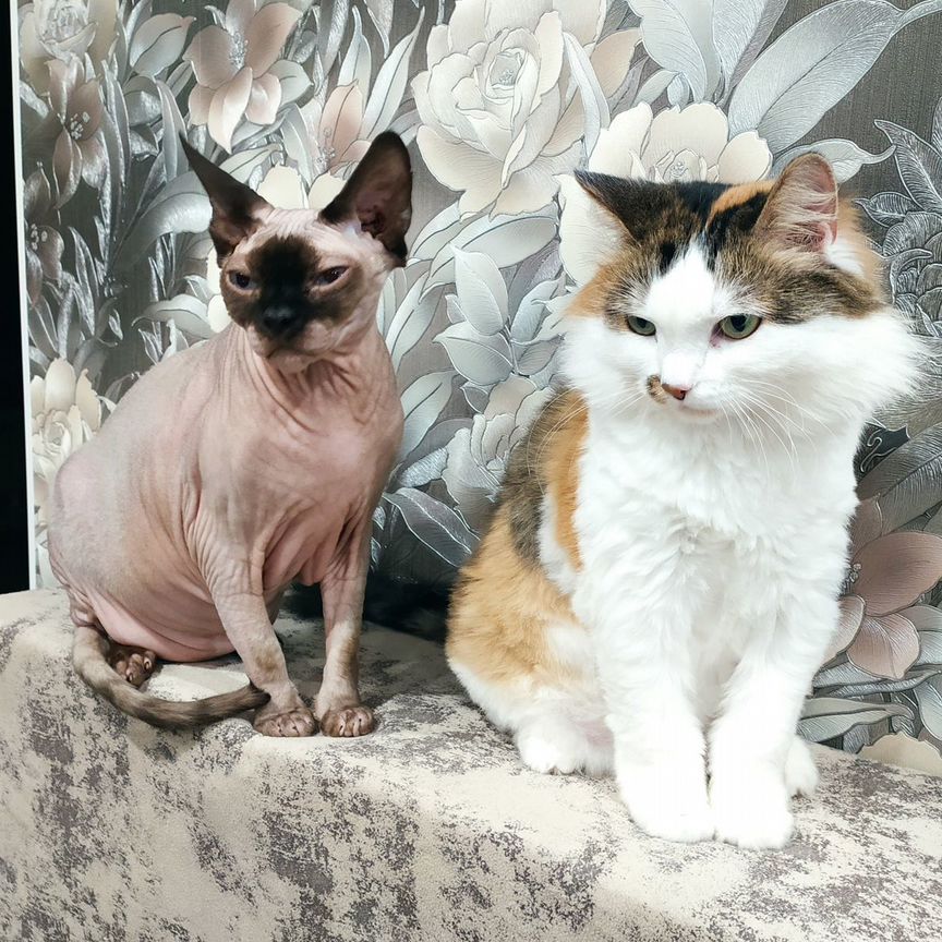 Канадский сфинкс, взрослый кот