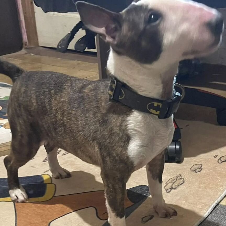 Мини-бультерьер, взрослая собака