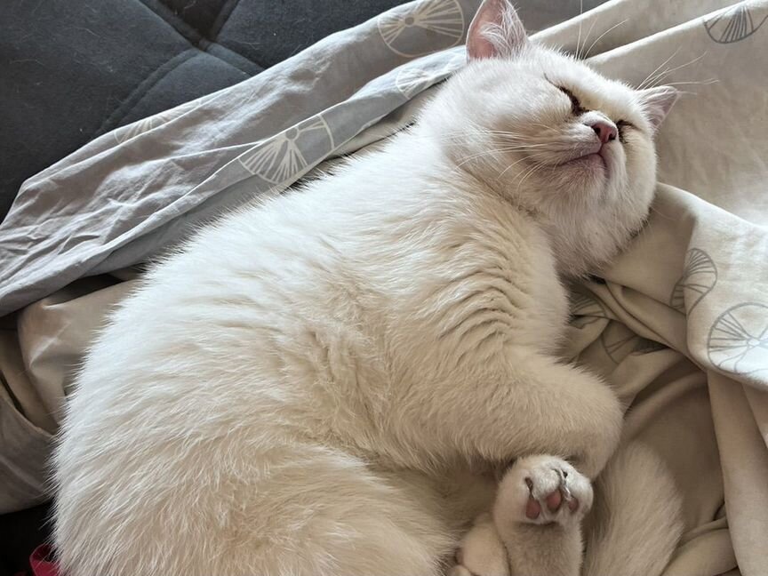 Британский кот