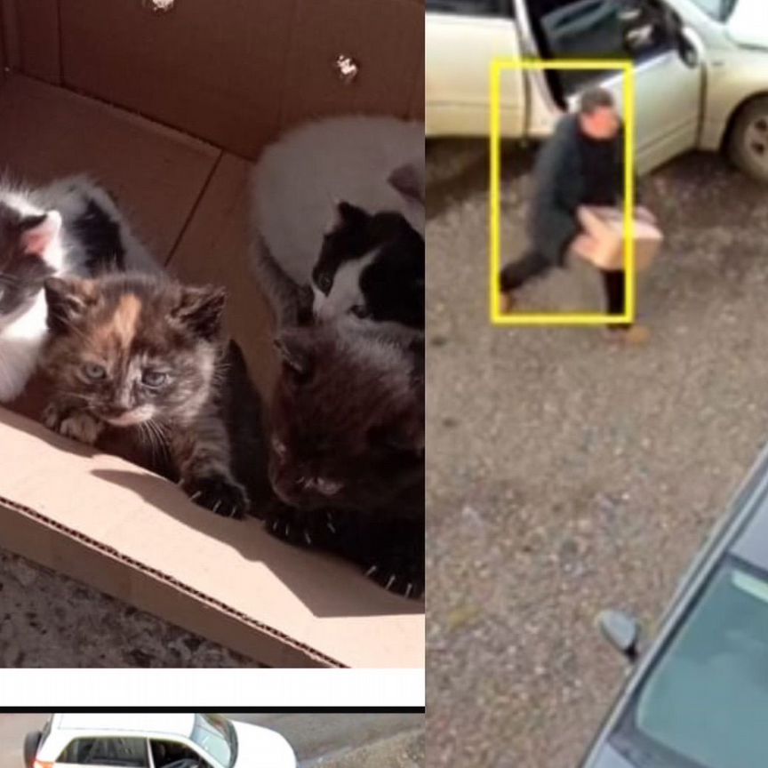 Котята в добрые руки бесплатно