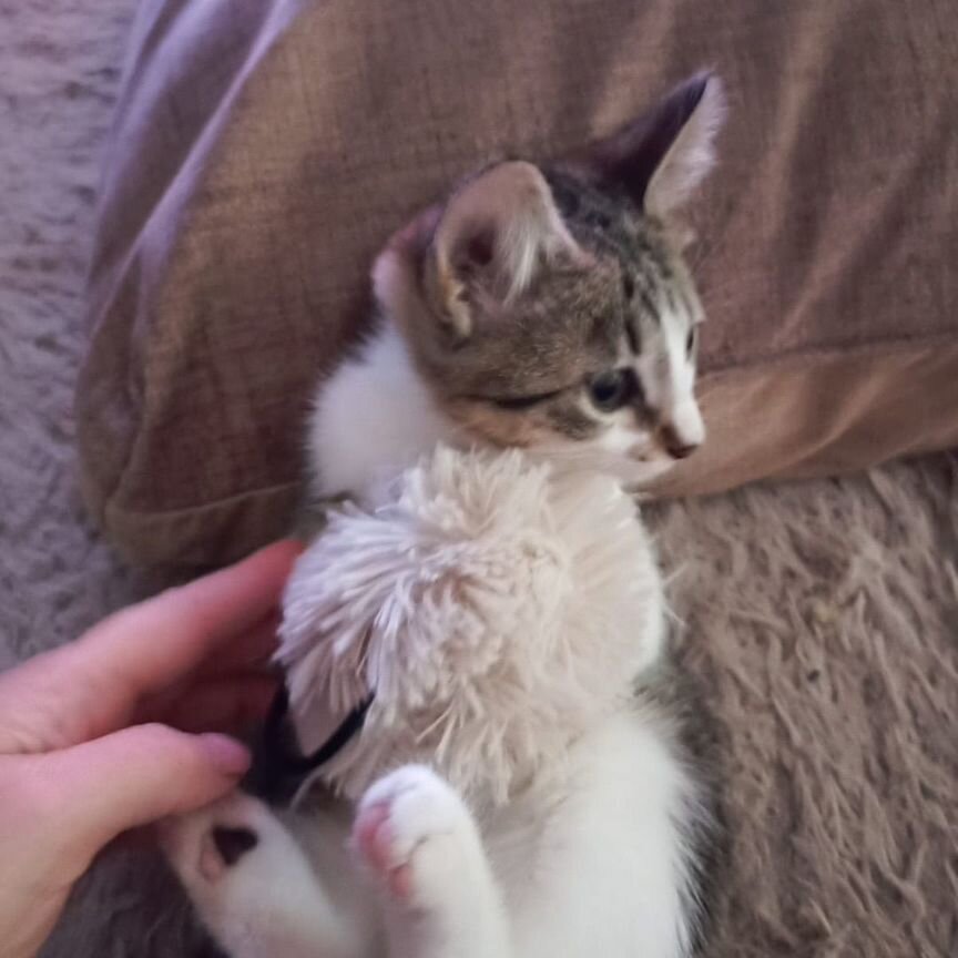 Котенок в добрые руки, отдам котенка