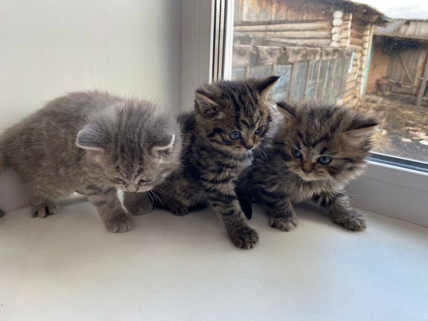 Британские котята