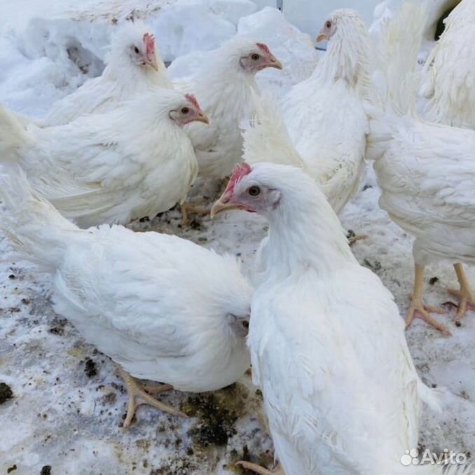 Куры несушки Хайсек White