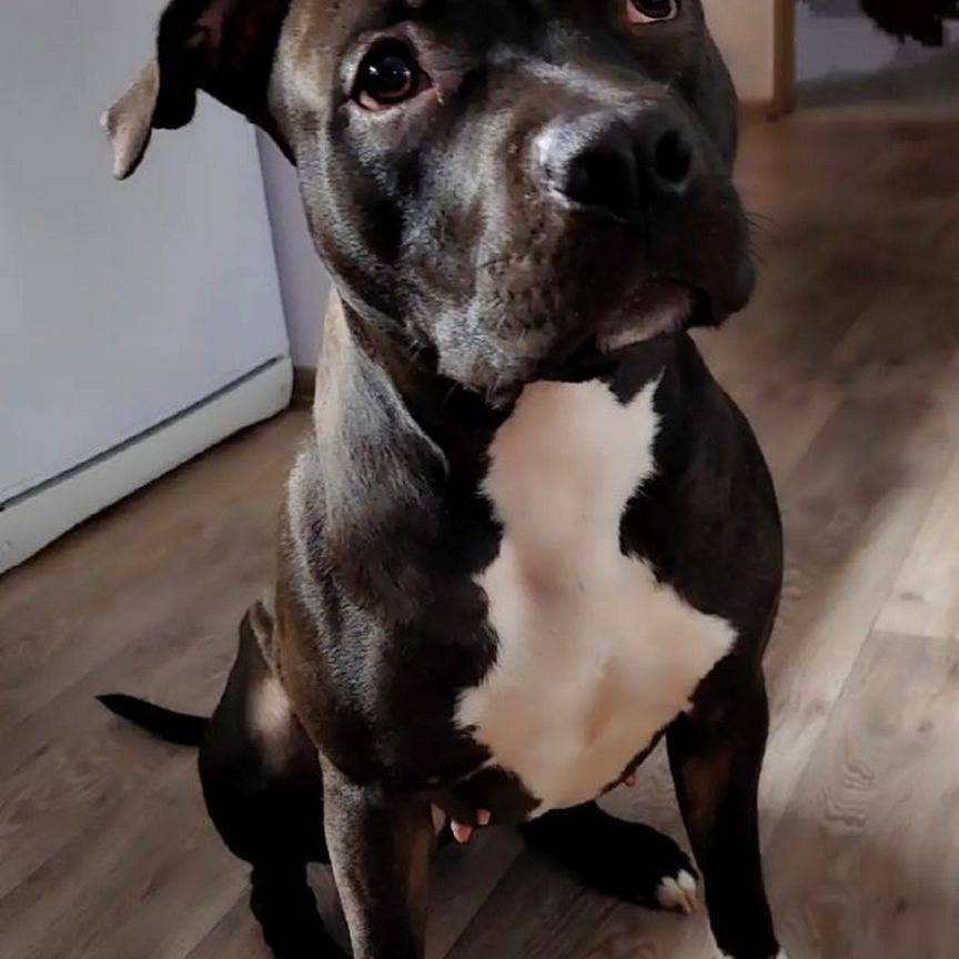 Щенки питбуля полукровки