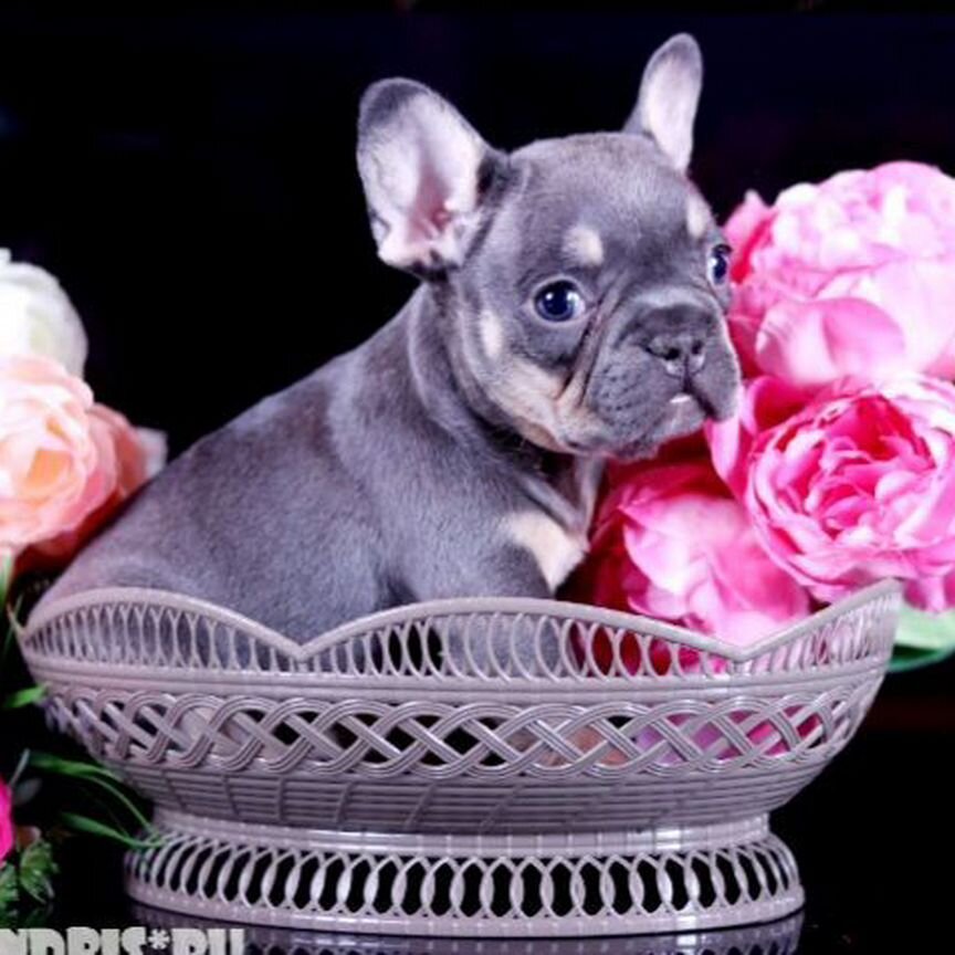 Лиловый шарм Французский бульдог