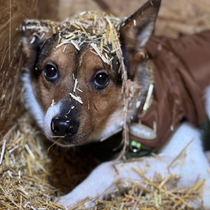 Почти джекрассел пёсик Олимп. В приюте страшно