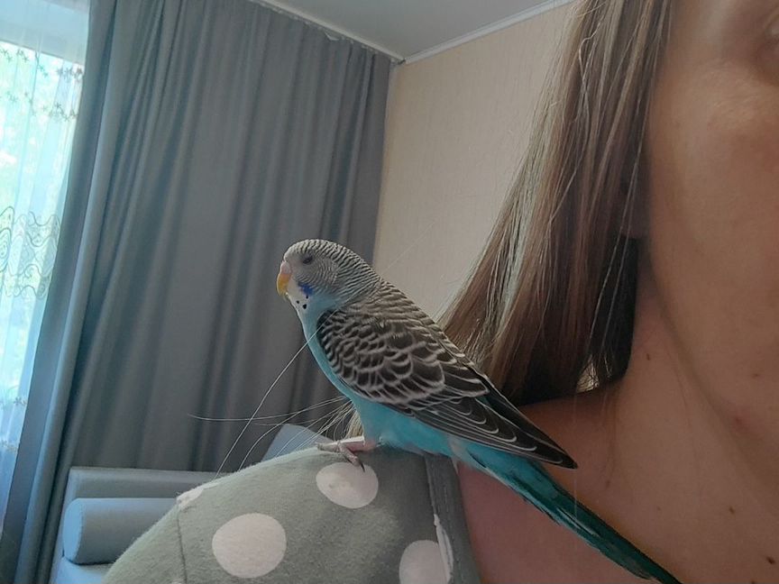 Волнистый попугай