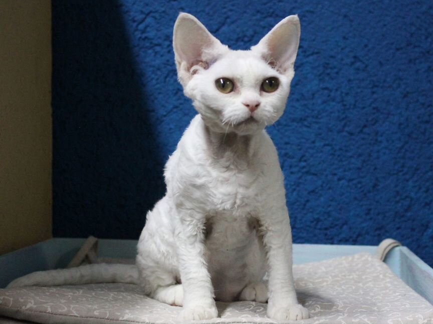 Кроткая нежная девочка