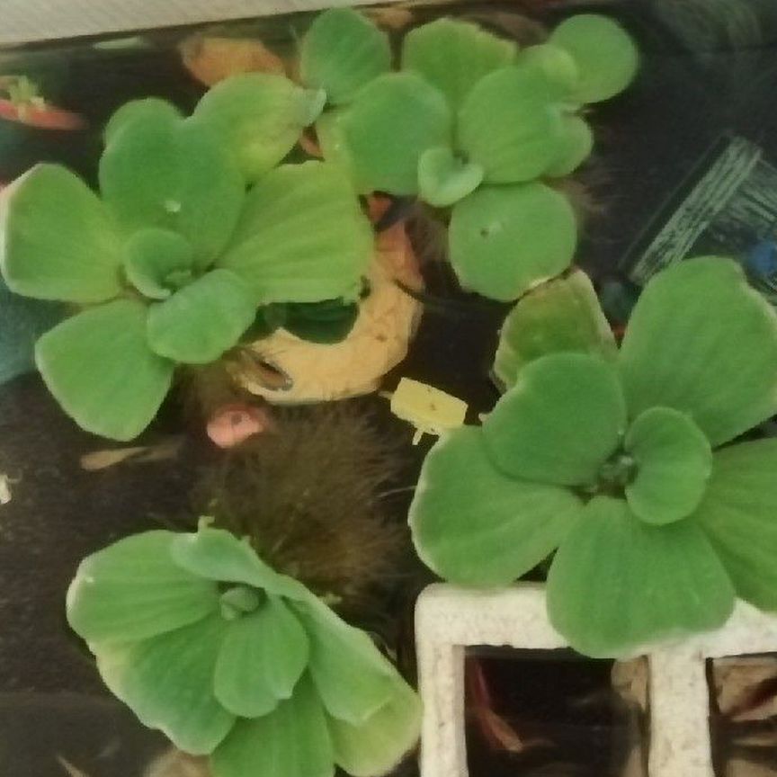 Растения пистия