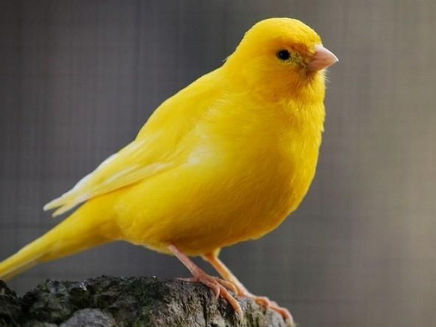 Домашняя канарейка (Serinus canaria)