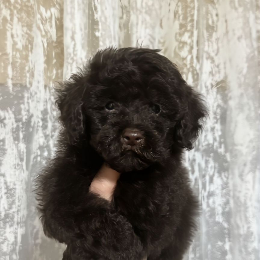 Той-пудель, щенок