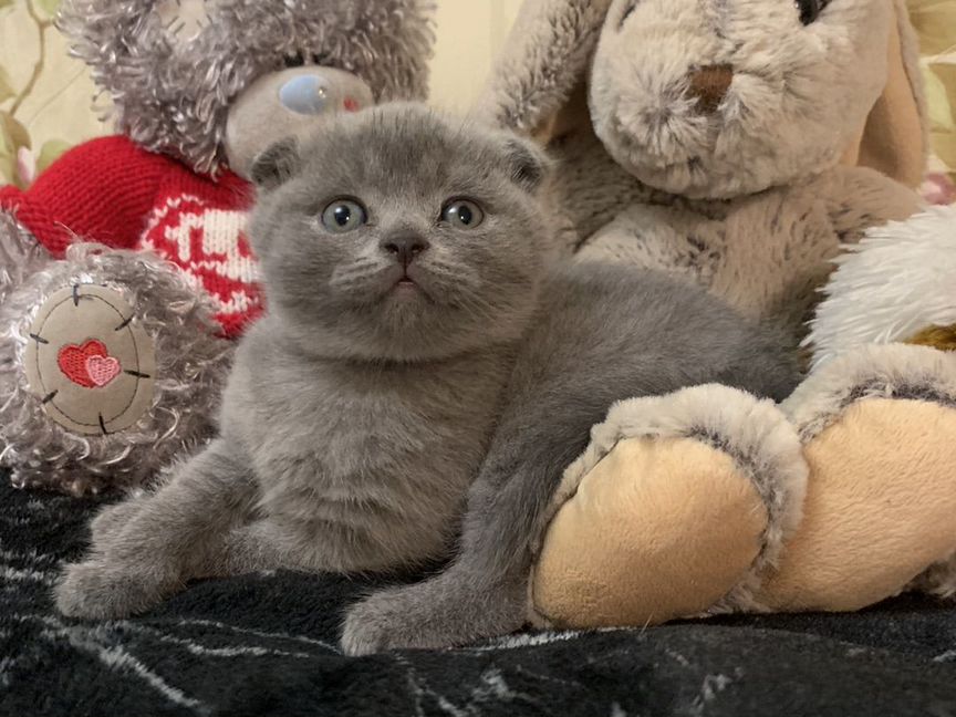 Шотландские котята
