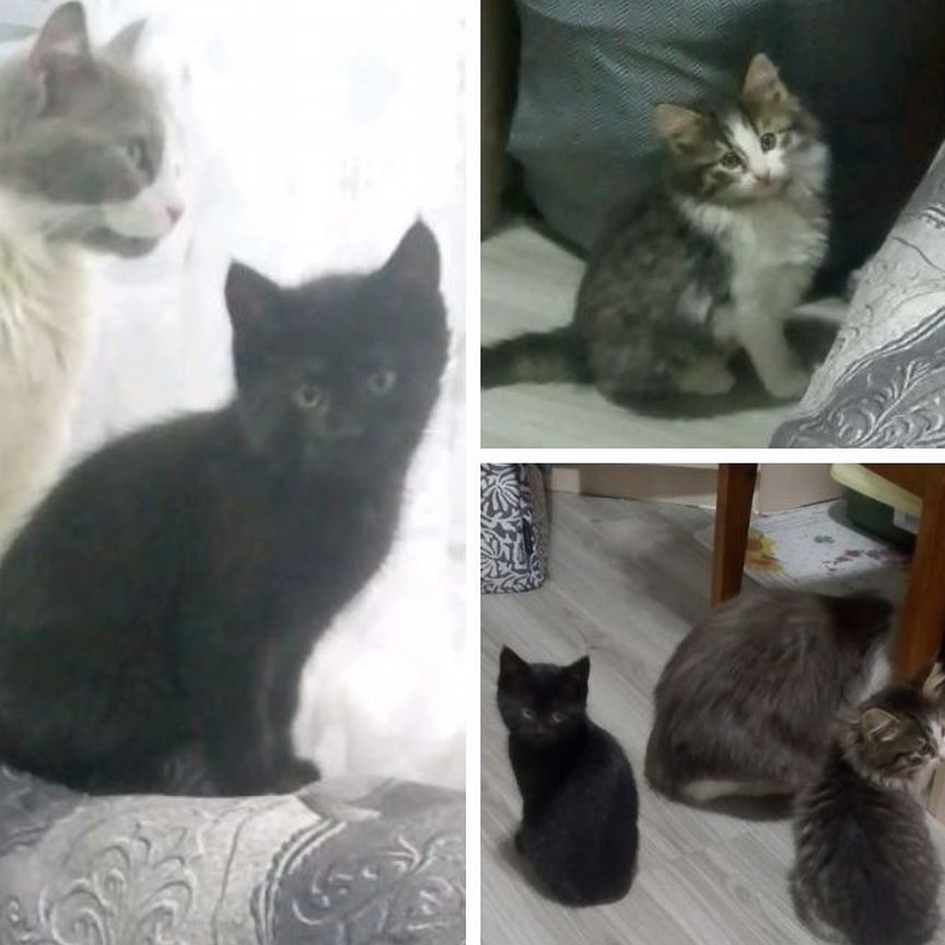 Котята в добрые руки