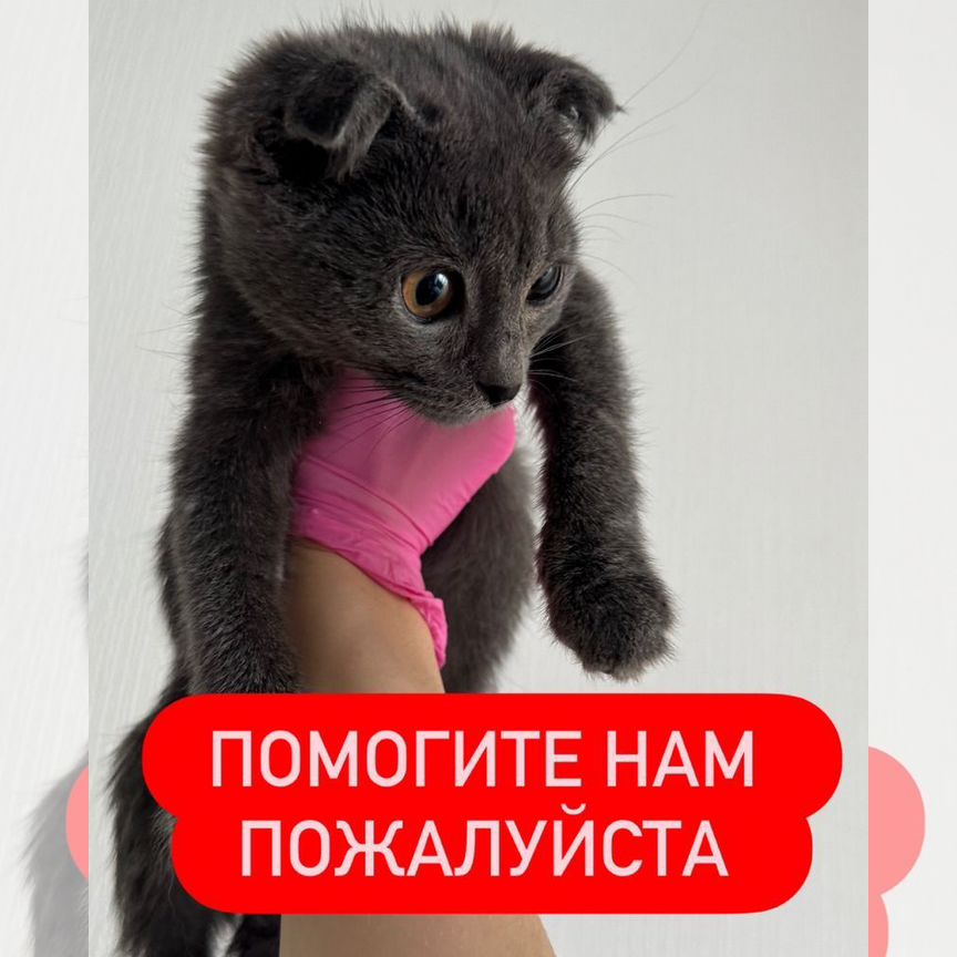 Котёнок в добрые руки