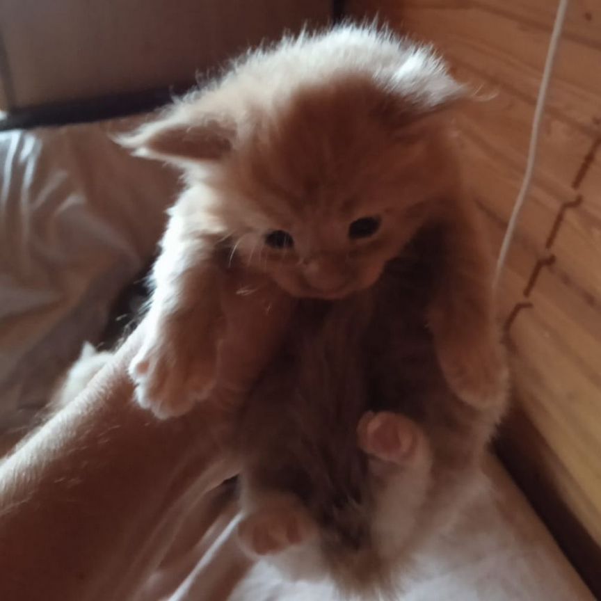 Продам котят