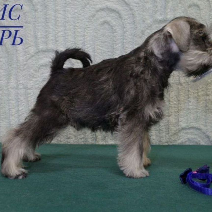 Цвергшнауцер, щенок