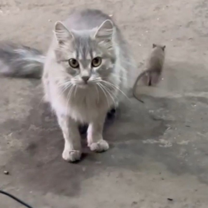 Спасенная военными коша ищет семью и дом