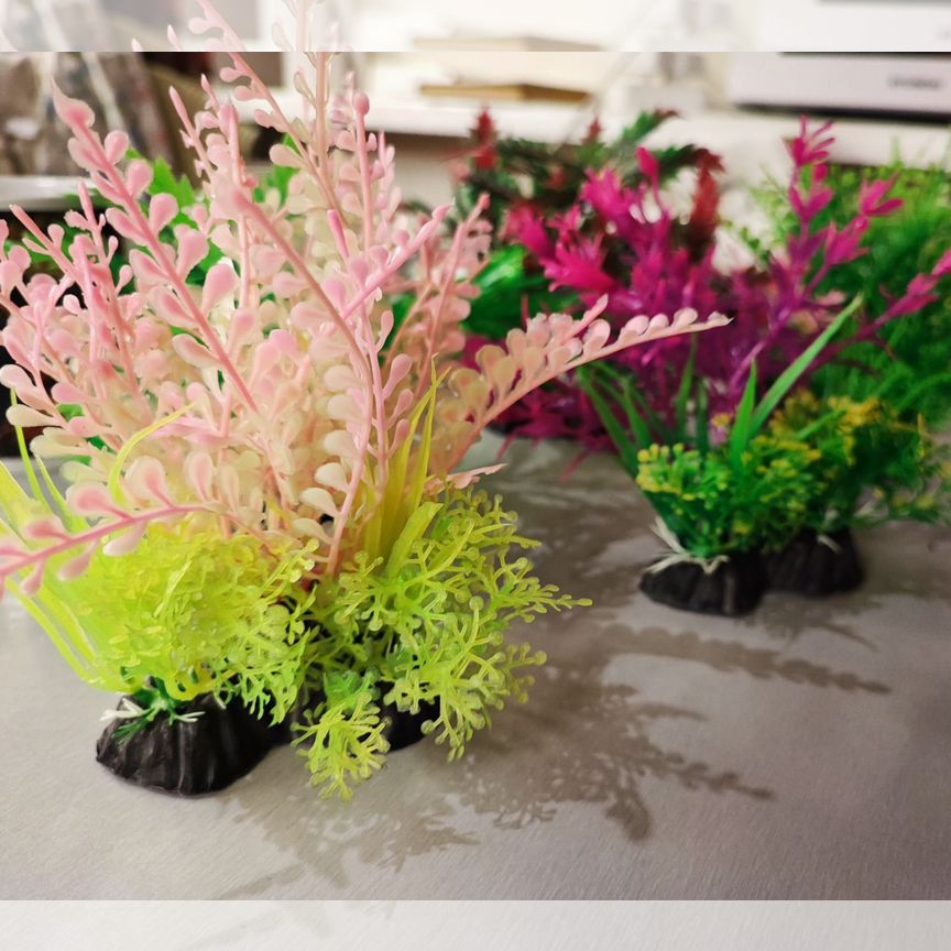 Растения для аквариума