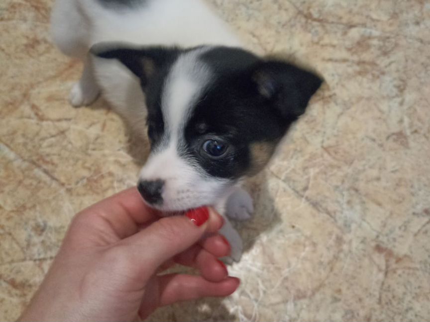 Щенки чихуахуа