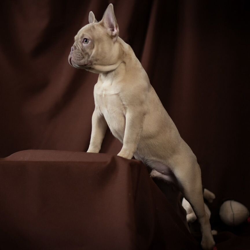 Французский бульдог щенки