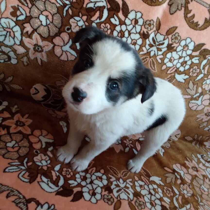 Щенок в добрые руки