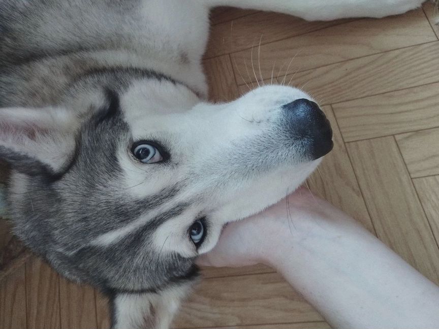 В добрые руки