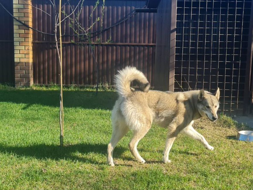 Продам западносибирскую лайку