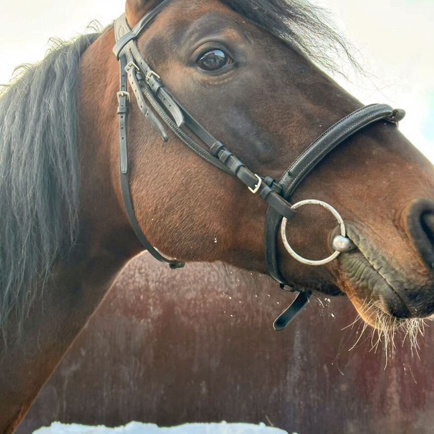 Уздечка с поводом для лошади