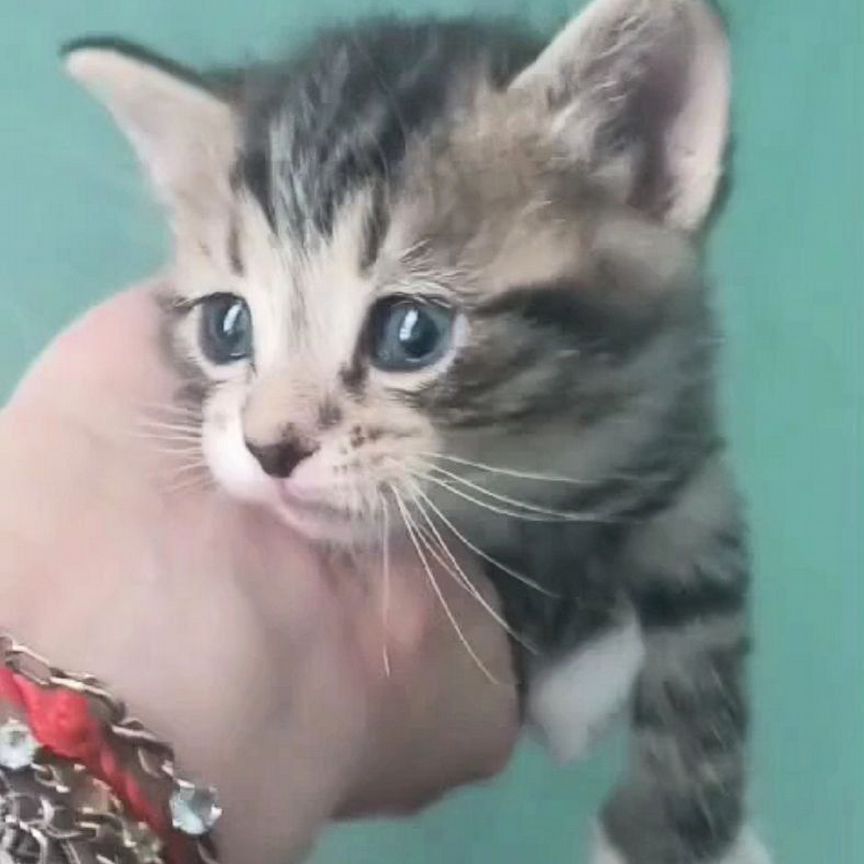 Котёнок