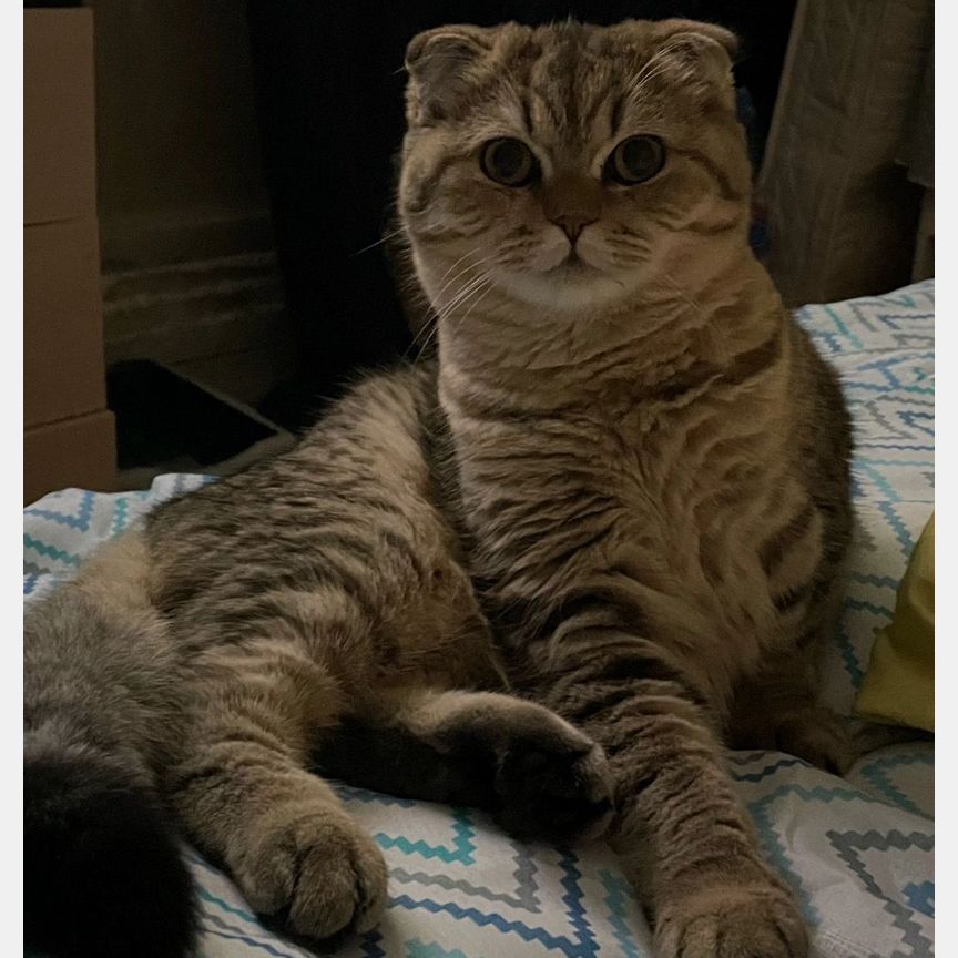 Шотландская кошка