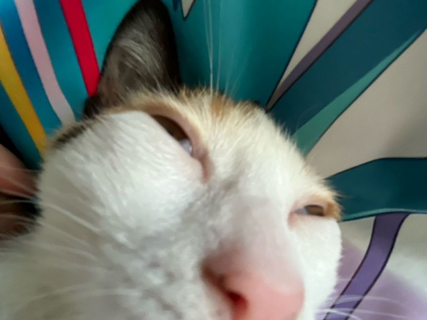 Супер пупер мега крутая трёхцветная кошка