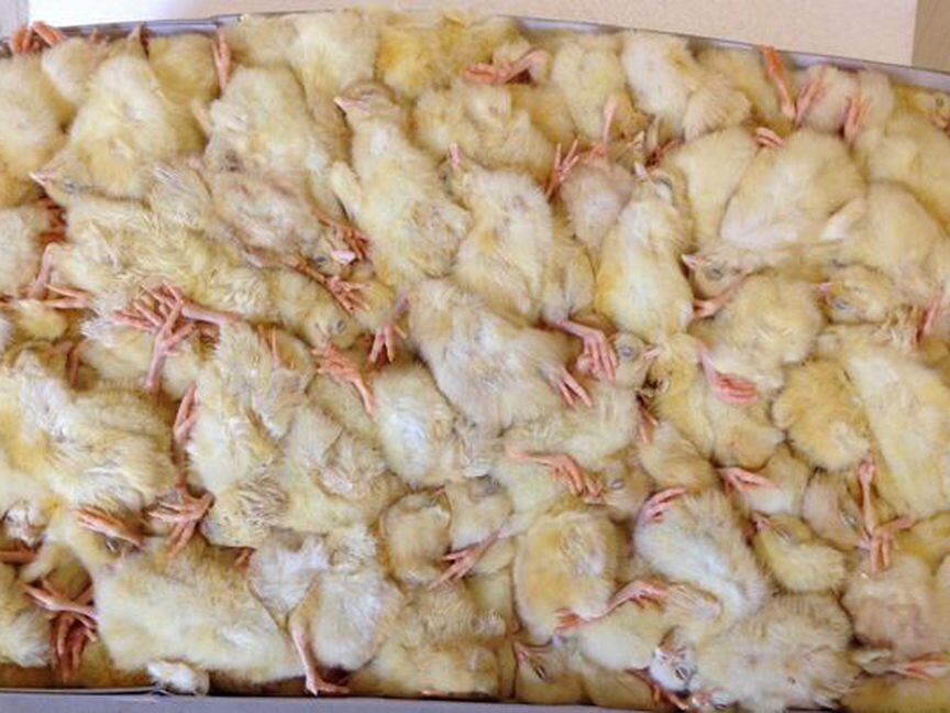 Цыплята суточные на корм животным